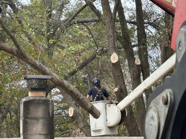 Professional Tree Services | American Advance Tree