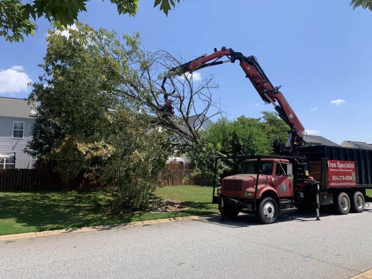 Professional Tree Services | American Advance Tree